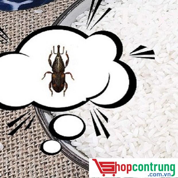 BÍ QUYẾT cách trị mọt trong gạo Dễ Dàng ít ai biết! - Shop côn trùng