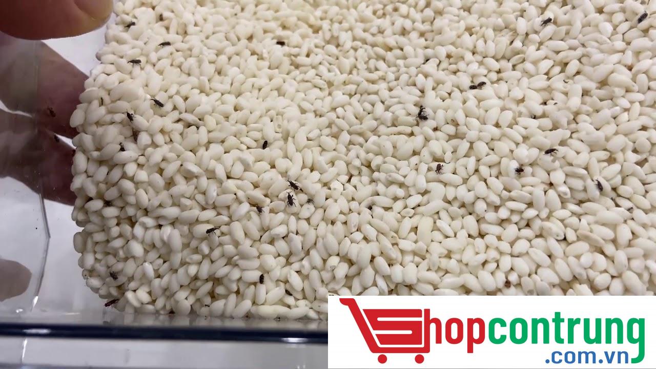 BÍ QUYẾT cách trị mọt trong gạo Dễ Dàng ít ai biết! - Shop côn trùng